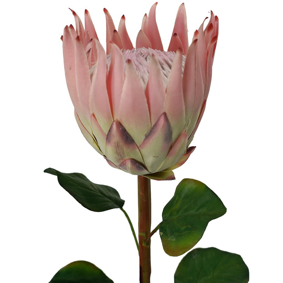 Protea King Pink NO SHIPPING – Wyoming Lavender Estate